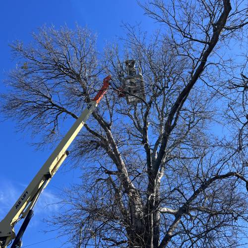 Two Timbers Tree Solutions Offers Tree Services in Granbury, TX 76049